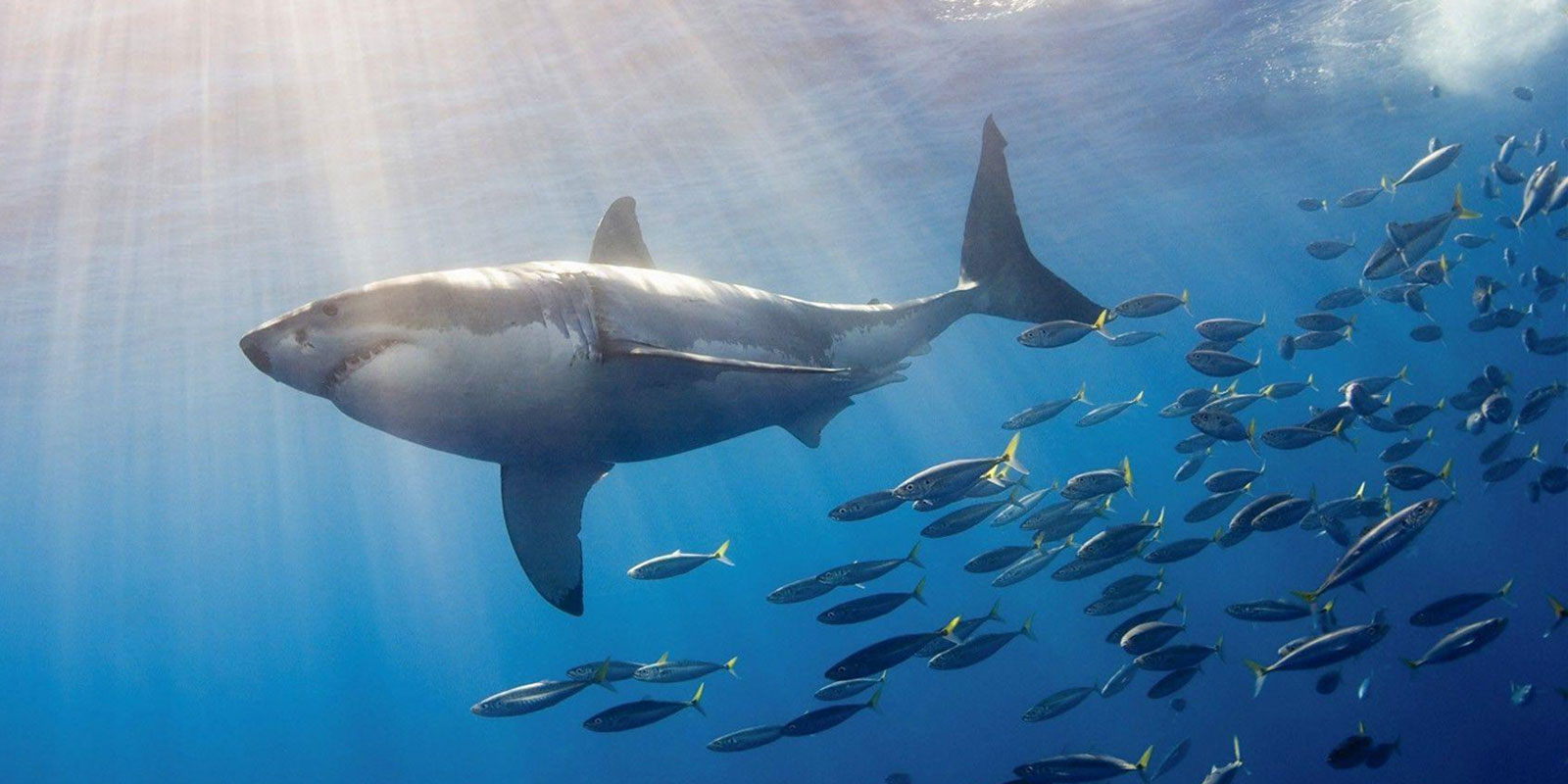 Shark Cage Diving Gansbaai FAQ & Safety Guide 2026