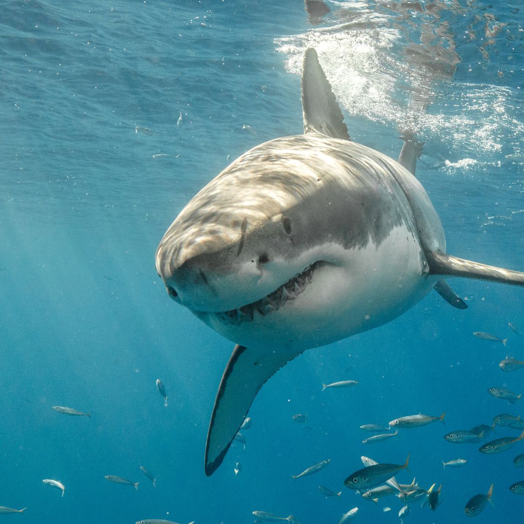 Shark Cage Diving Trip Gansbaai 2026 Itinerary & Experience